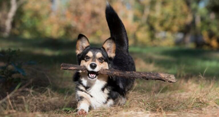 Short-legged dog breeds 101 - Mira Mar Veterinary Hospital