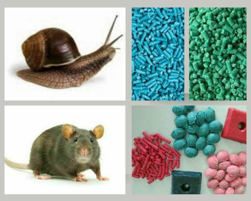 BEWARE! RAT/MOUSE AND SNAIL/SLUG BAIT POISONINGS - Mira Mar Veterinary ...