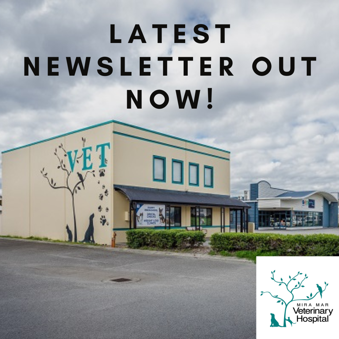 Latest newsletter out now! - Mira Mar Veterinary Hospital