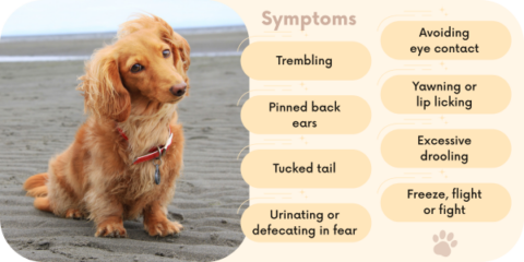Understanding anxiety in dogs - Mira Mar Veterinary Hospital
