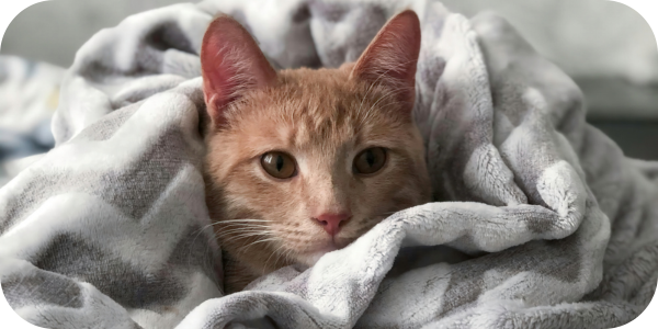 Senior cat cold weather support - Mira Mar Veterinary Hospital